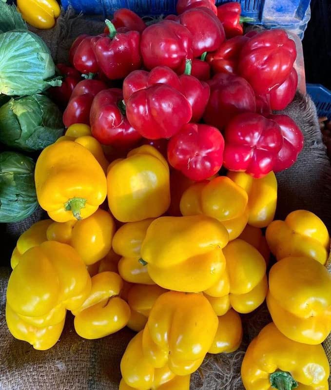 Siddhi Vinayak Gallery® Organic Capsicum vegetable seeds| Red & yellow ...