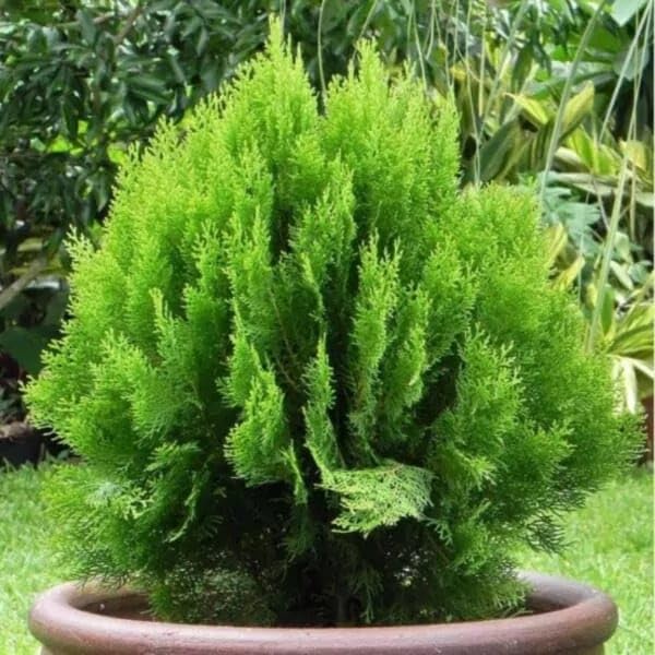 NDN2 Plants` Thuja jhau Thuja occidentalis Brush jhau Live Plant DSFg4 ...