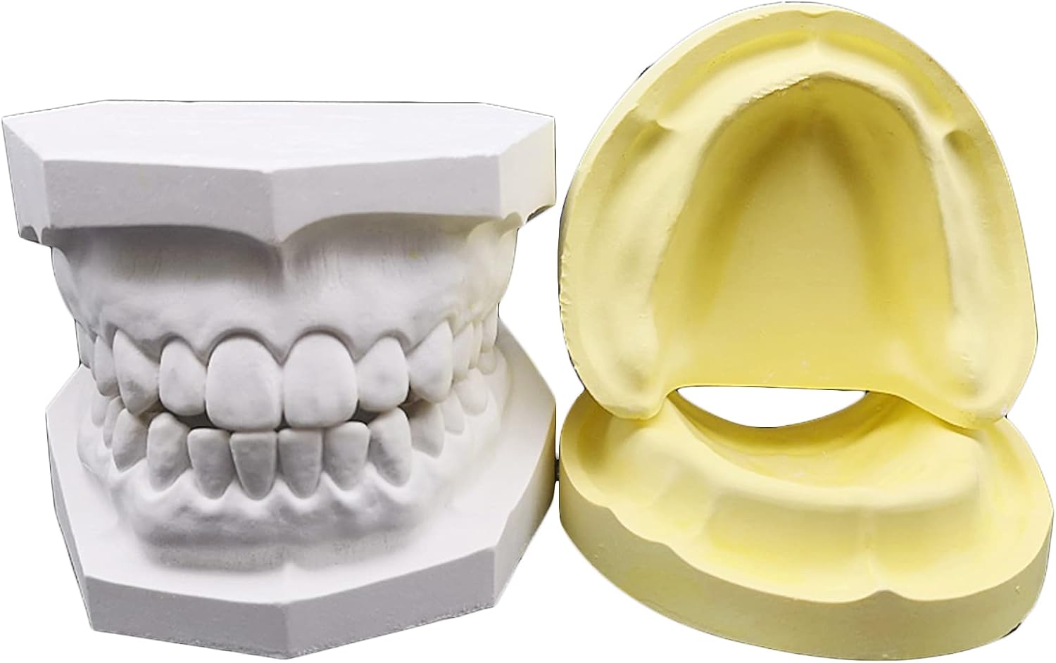 Amazon.com: KH66ZKY Dental Oral Model - Plaster Tooth Model - Super ...