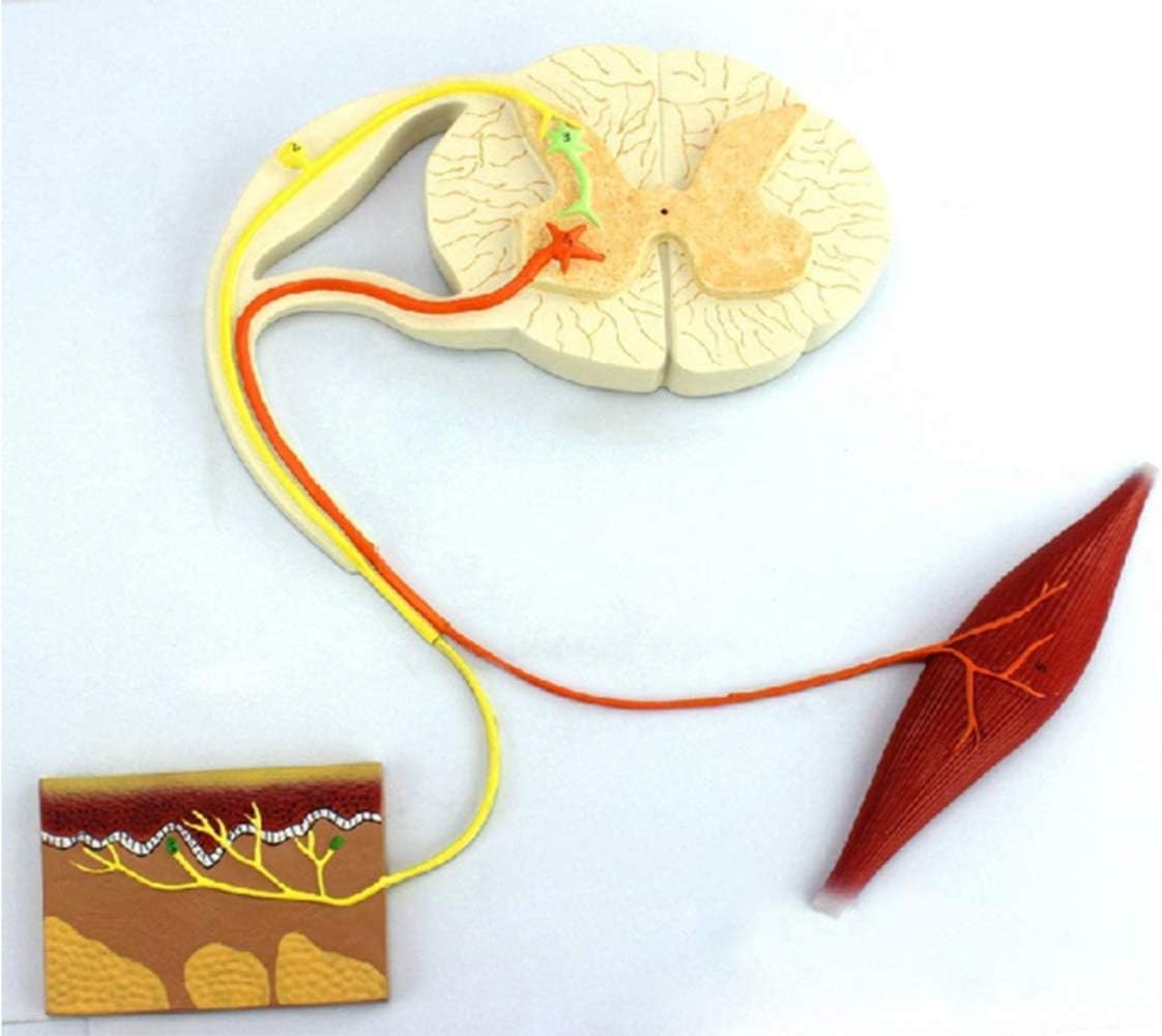 LAErper Teaching Model, Human Reflection Model, Reflection Conditional ...