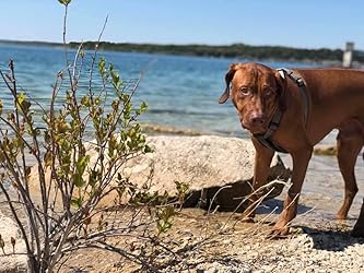 The Complete Guide to Rhodesian Ridgebacks: Breed Behavioral ...