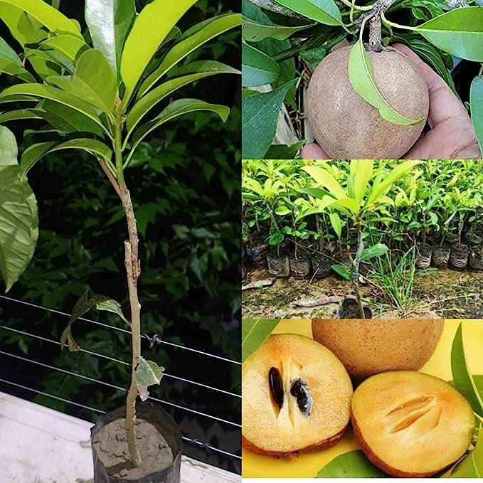 ADN LIFE Yeollo Rare Grafted Chikoo (Chiku) or Sapota Thai All Time ...