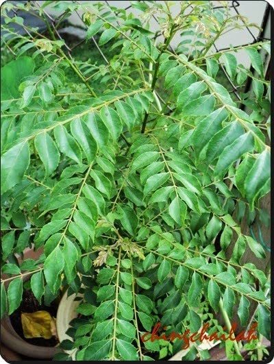 Mohomaya Beautiful Gardening Curry leaf(Kadipatta) plant - |Curry_leaf ...