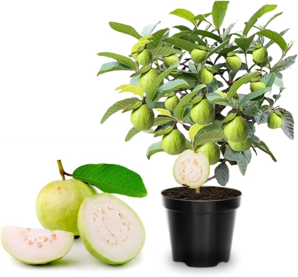Amazon.com : No CA, Grafted Thai White Guava Tree Live Plant, 2-3 Ft ...