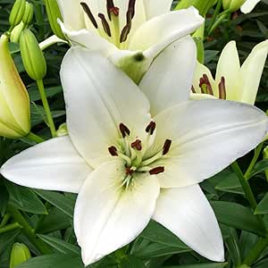 1 x Snowdon Lily – Pristine White Lily Blooms – Summer Flowering Bulbs ...