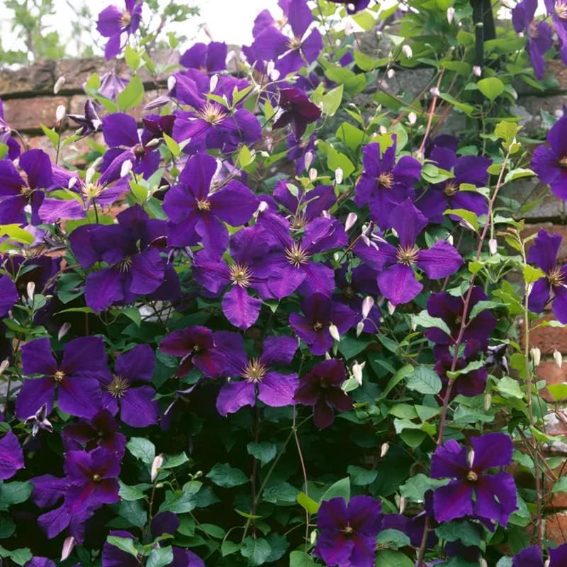 Climbing Clematis Purple, Clematis Vine Plant Live in 2.5″ Pot ...