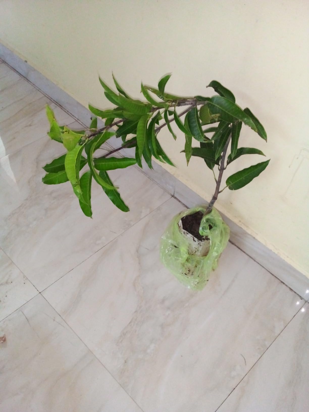 Alphonso Mango Plant & Tree The King Of Indian Mango Grafted Plant ...