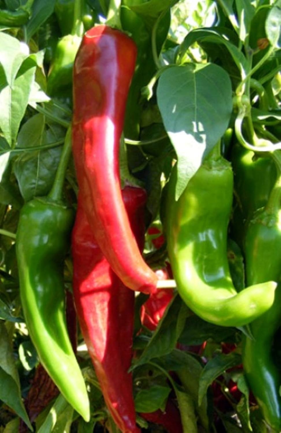 PREMIER SEEDS DIRECT - HOT Chilli Pepper - NUMEX Sandia - 75 Finest ...