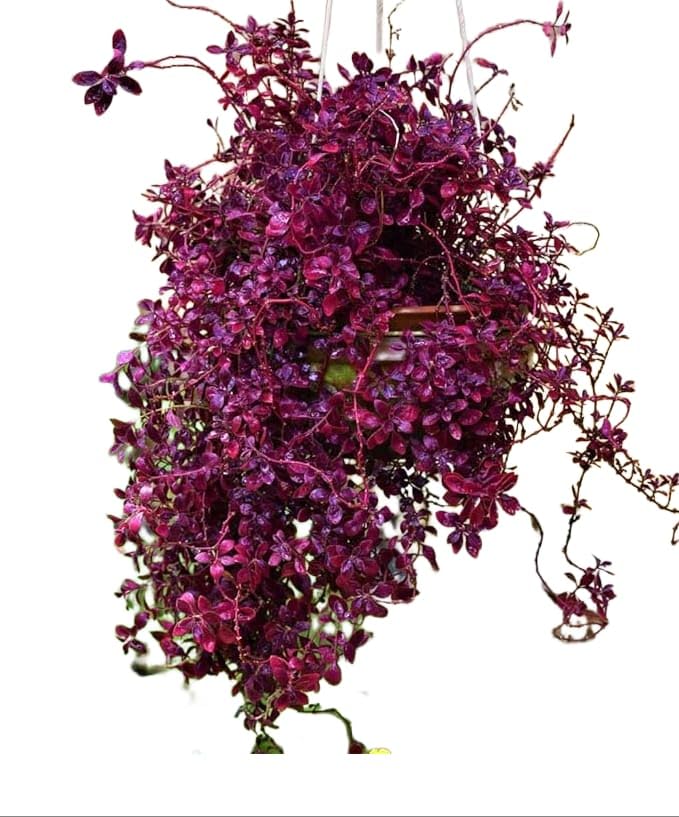 Sumit Greenery Lalthra Hanging Grass Live Plant with Small Nursery Pot ...