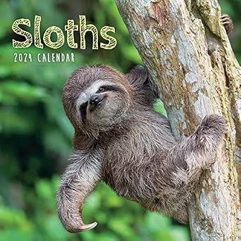 2024 Sloths Mini Wall Calendar: Calendars, Carousel: 9781529835571 ...