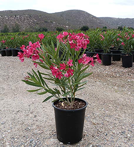 Rare Dwarf Dark Red Nerium Oleander Arali Flower Plant - 1 Helathy Live ...