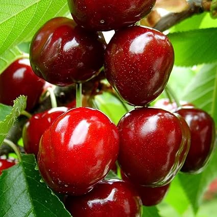 Amazon.com : Barbados Cherry Trees Live Plant, 5-7" in Tall, Sweet ...
