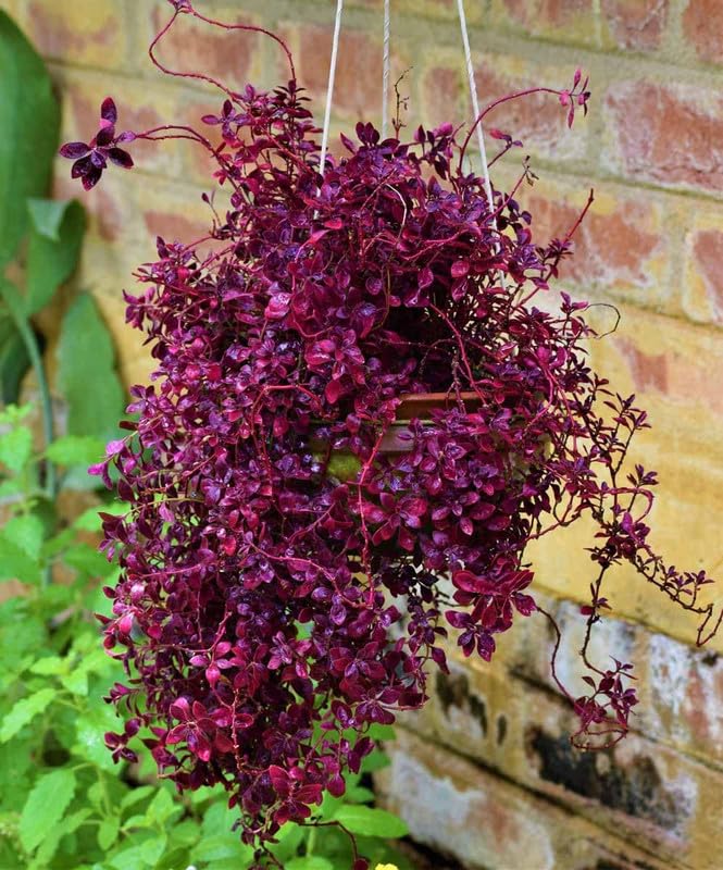 Soil Savers Real Live Lalsha Eranthemum Red Graptophyllum Lalsa Plant ...