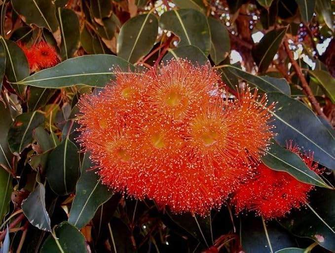 AnmolGarden First Love Orange "Xanthostemon Chrysanthus" Golden Penda ...