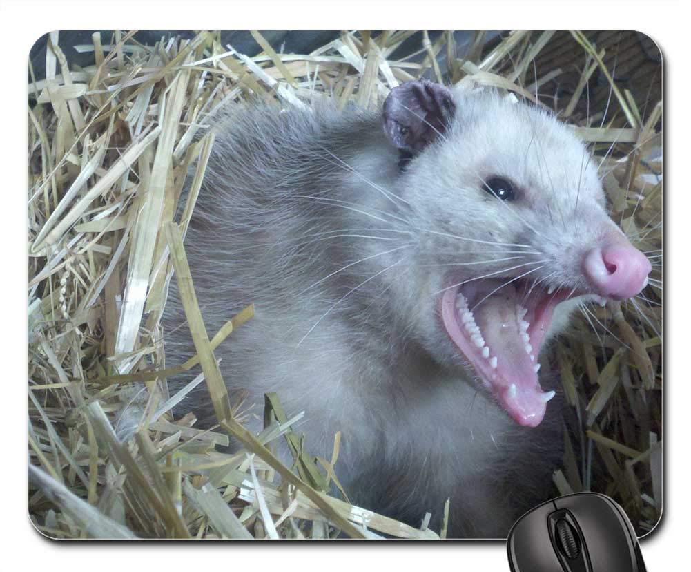 Mad Possum