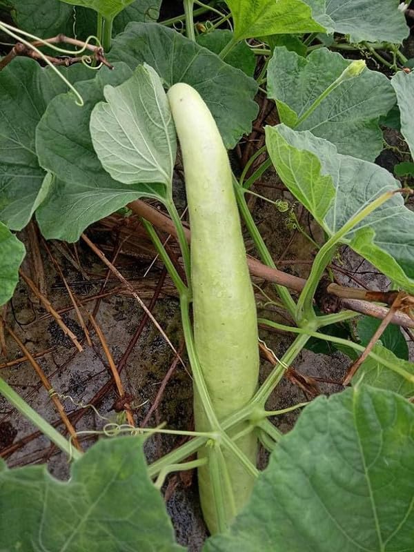 Lauki seeds hybrid all seasons Pack of 23 : Amazon.in: Garden & Outdoors