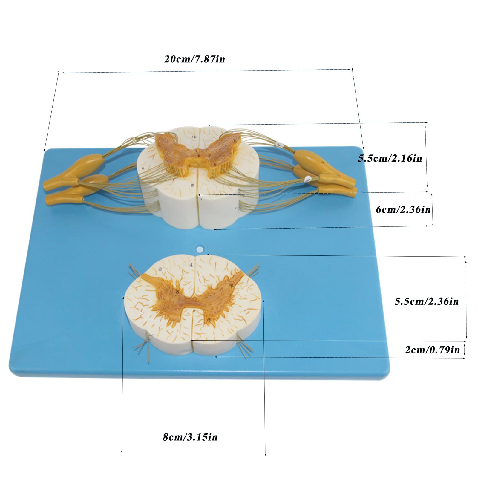 Spinal Nerve Model Spinal Cord 3D Images – Browse 20,373 Stock