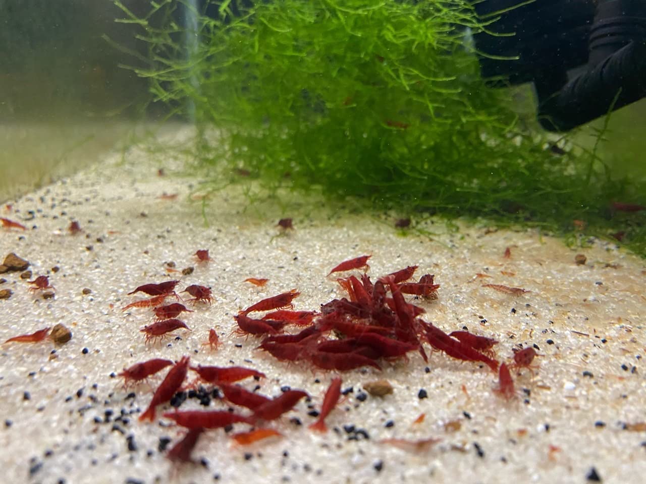 Red Cherry Shrimp Colony
