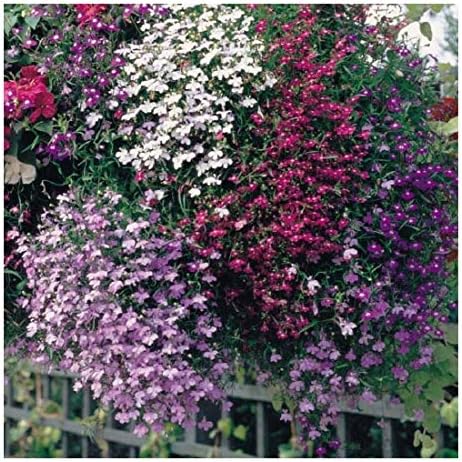 PREMIER SEEDS DIRECT - LOBELIA - CASCADE MIX/MIXED - 0.4 GRAM ~ APPROX ...