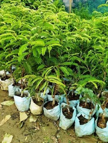 Cloud Farm Live Tamarind Thai Sweet Variety Imli Fruit Grafted Live ...