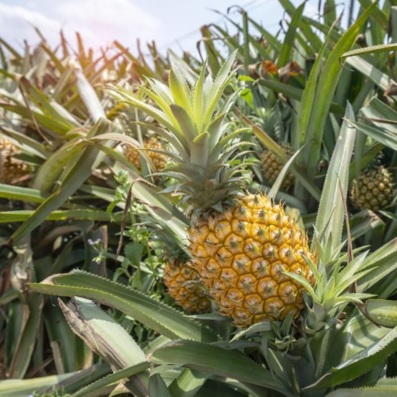 Amazon.com : 2 Elite Gold Pineapple Plants Live Perennial Garden, Sweet ...