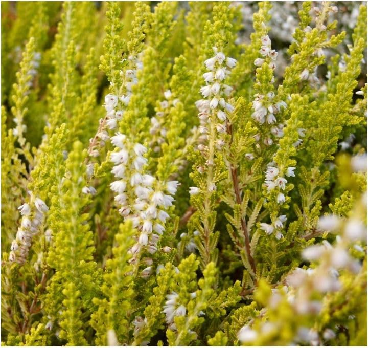 GrowOn Shrubs [x4] Scottish Heather Calluna Vulgaris 'Spring Cream ...