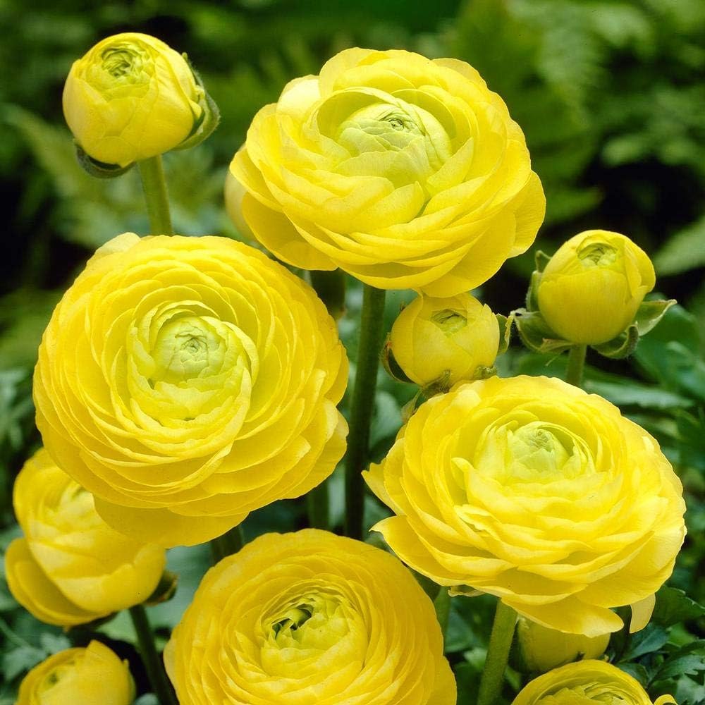 Amazon.com : Ranunculus Bulbs,20 Yellow Butter Cups Deer and Rodent ...