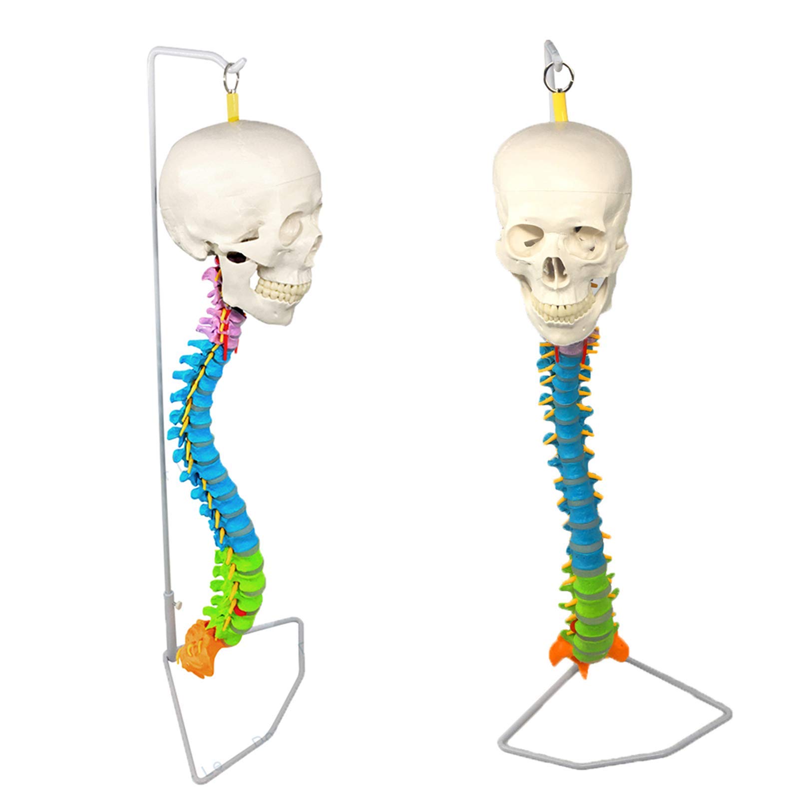 Fmoge Vertebral Column Model With Skul Anatomy Model Human Spine ...