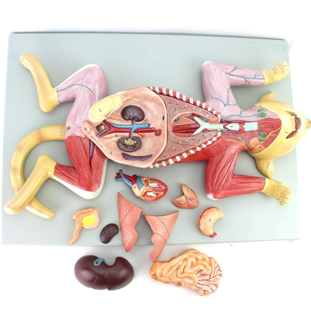 Buy Anatomy Models Cat Anatomy Model 3B Scientific 4D Vision Model of ...