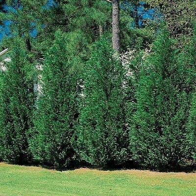 Amazon.com : Leyland Cypress Tree - 3 Gallon, Green Privacy Fence ...