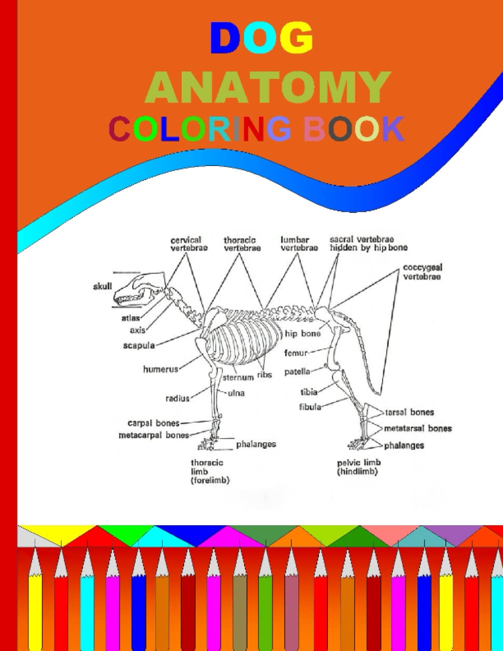 DOG ANATOMY COLORING BOOK: A Dog Anatomy Coloring Book Featuring Basic ...