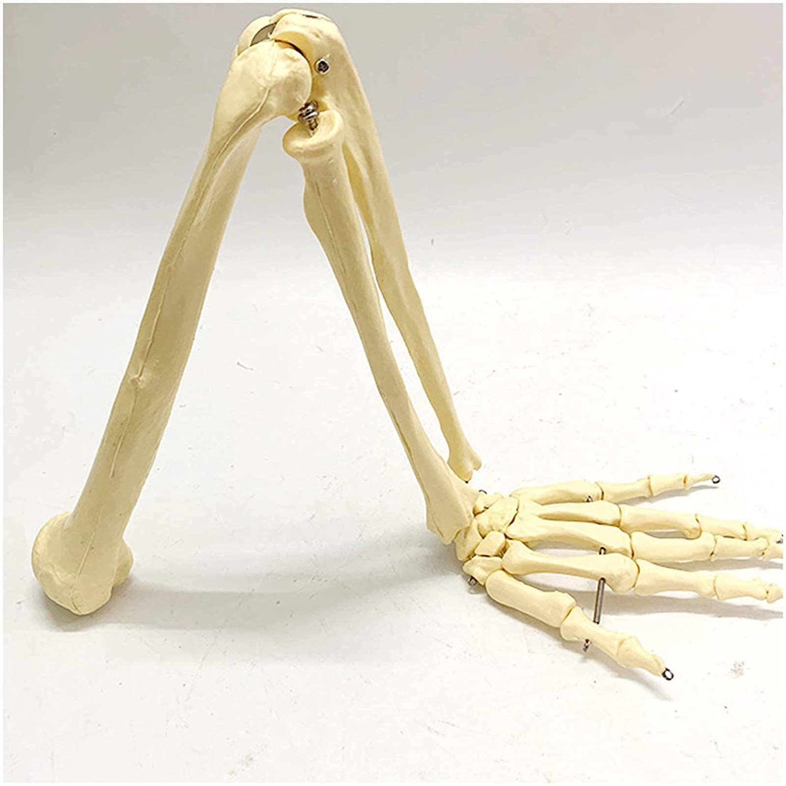 Buy PAKUES-QO Study Model Human Arm Joint Model - Upper Limb Model ...