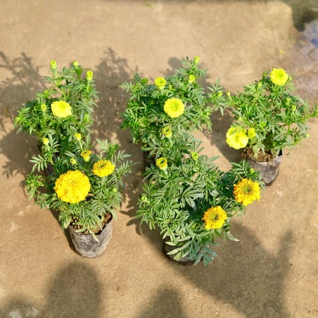 Mphmi Seedless Plant Me Flower Plants Set of 5 - Marigold/Genda Yellow ...