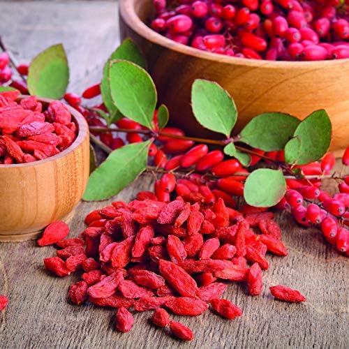 Olive Tree with Spiral Stem - Hardy Shrub - Grey Green Foliage - Low ...