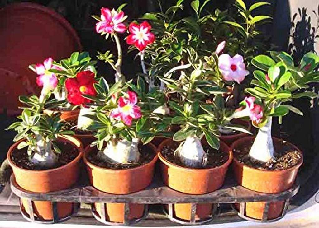 Creative Farmer Desert Rose Adenium Live Plant (Grafted Live Plant ...