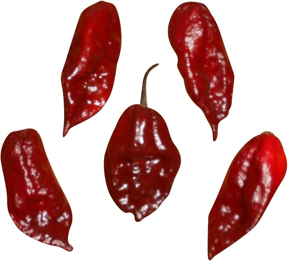 Amazon.com : Devil's TongueChocolate Hot Pepper 10+ Seeds : Chile ...