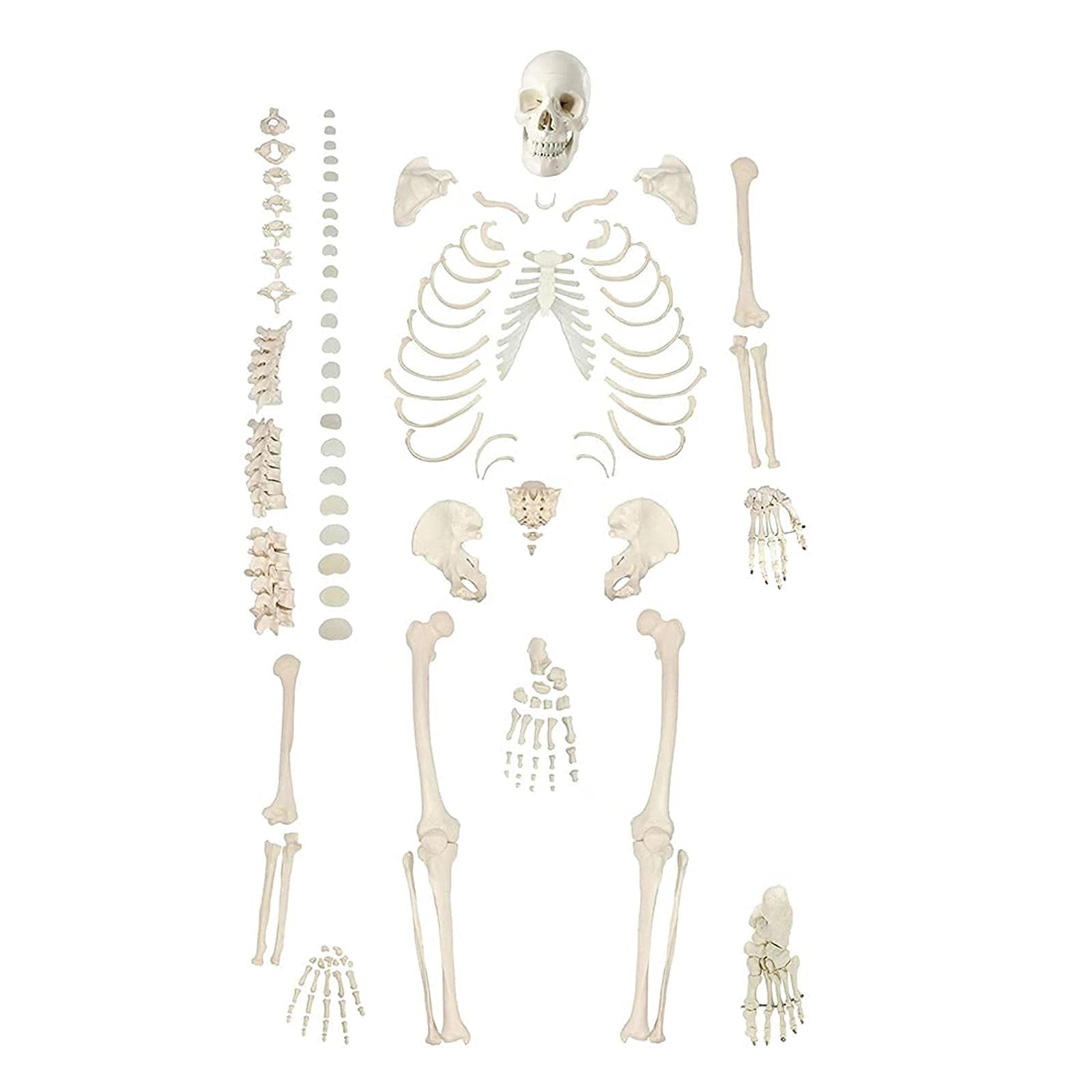 Buy RTYUI Medical Models Full Size Skeleton Models, Medical Anatomy ...