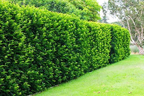 Creative Farmer Kamini Shrub Jasmine Seeds (Pack of 10 Seeds) : Amazon ...