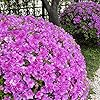 Amazon.com : Azalea 'Formosa' - 2 Piece - Cottage Hill : Patio, Lawn ...