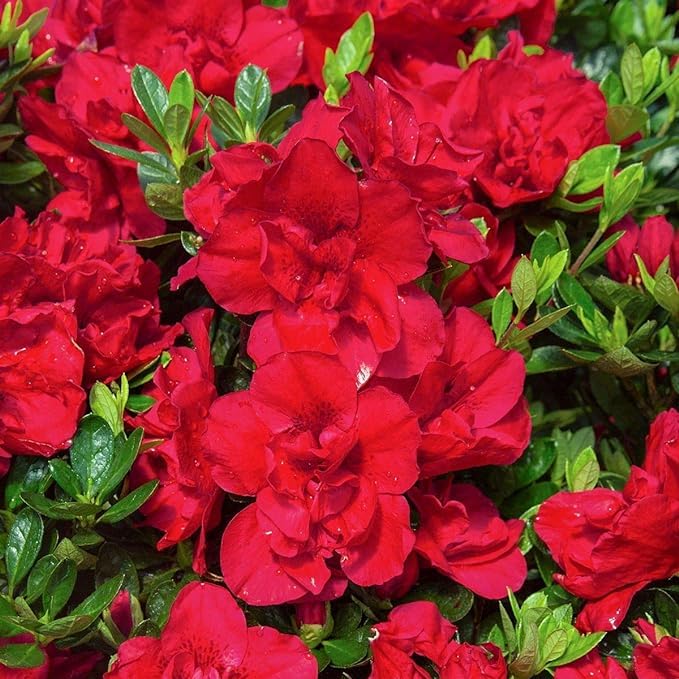 BeGrin Red Azalea Double Petal Flower Live Plant Rhododendron simsii ...