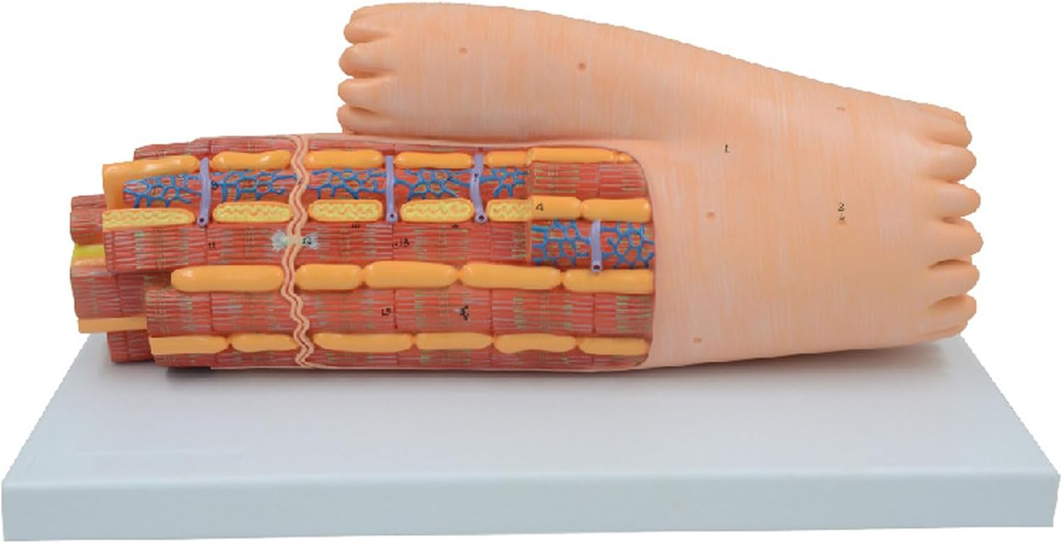 Amazon.com: SGeneE Human Organ Model Human Muscle Tissue Cardiac Muscle ...