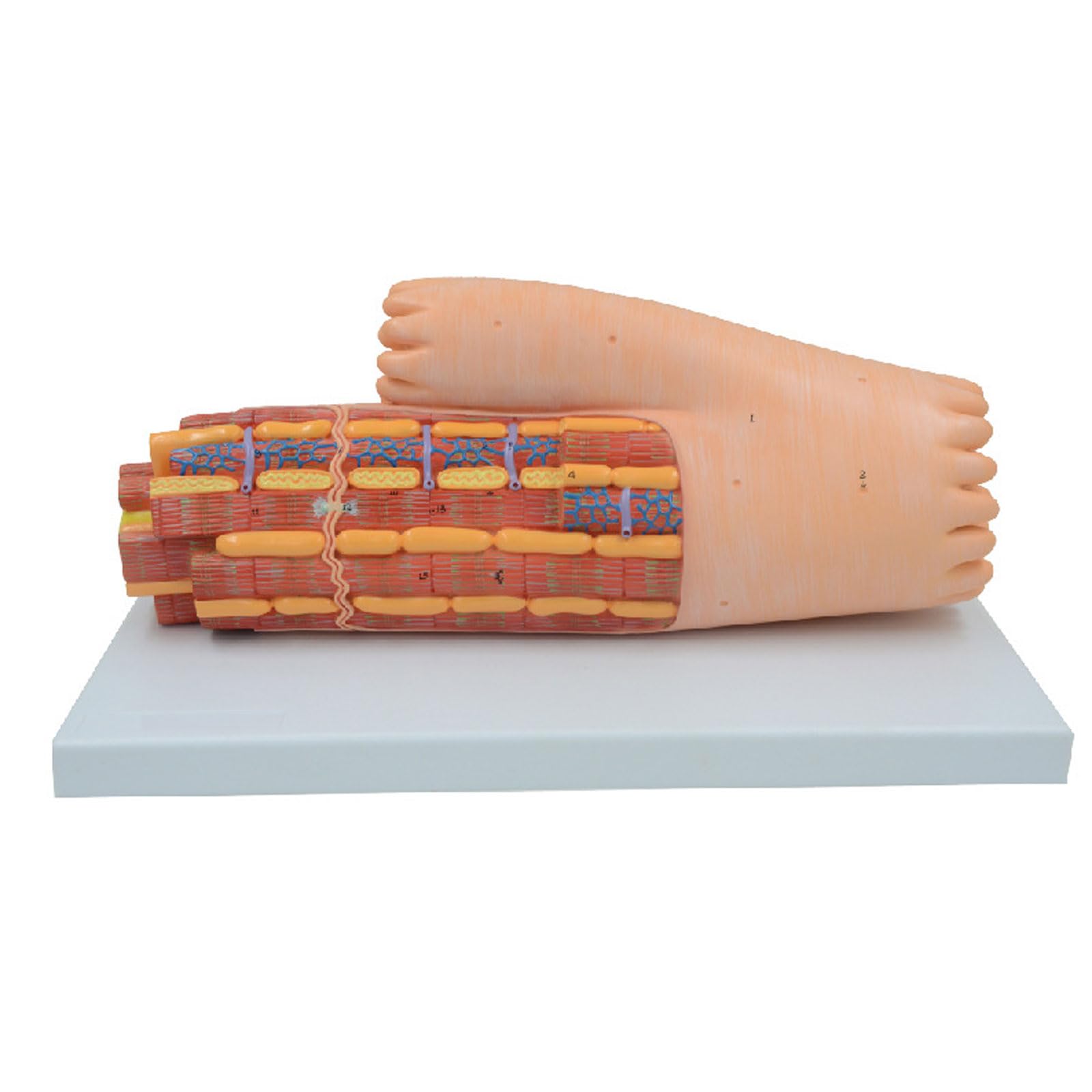 Cardiac Muscle Tissue Diagram