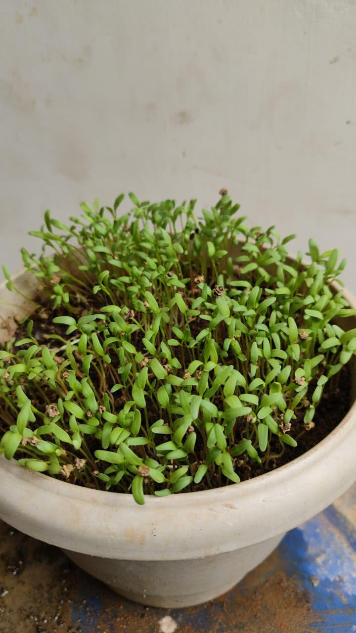 GreenGarden Seed Germination Mix - 10 KG Best Potting Mix for Growing ...