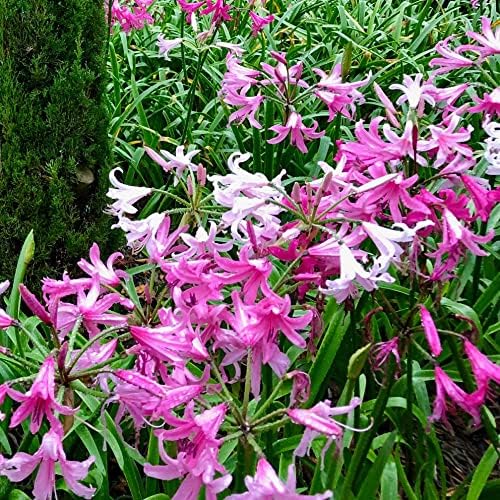 Amarine 'DellaDiva Mixed' Unique Nerine/Amaryllis Cross Hardy Bulb ...