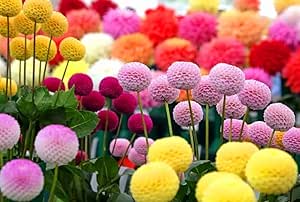Amazon.com : 350 Snowball Mums Seeds Chrysanthemum Aster Pompon Ping ...