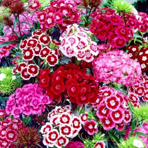 Amazon.com : Dianthus Seeds 5000PCS– Fragrant Perennial Flower Seeds ...