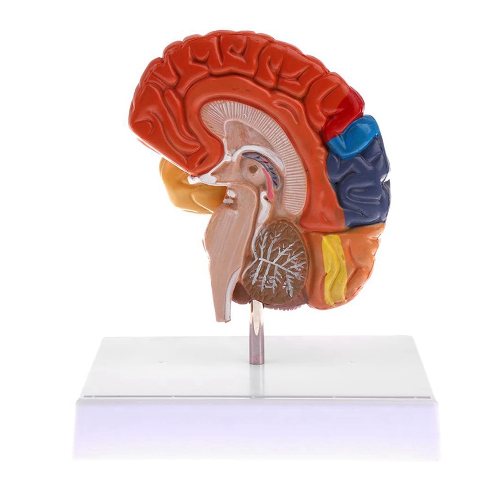 Human Brain Anatomy Model Right Hemisphere Functional Area Human Brain ...