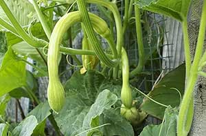 Buy4seeds Climbing Italian Squash and COURGETTE - TROMBETTA D'ALBENGA ...