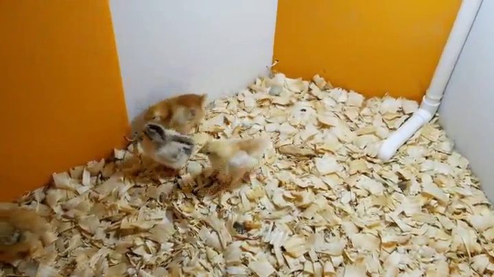 Watch Farm Innovators Model 3700 Baby Chick Starter Home Kit on Amazon Live