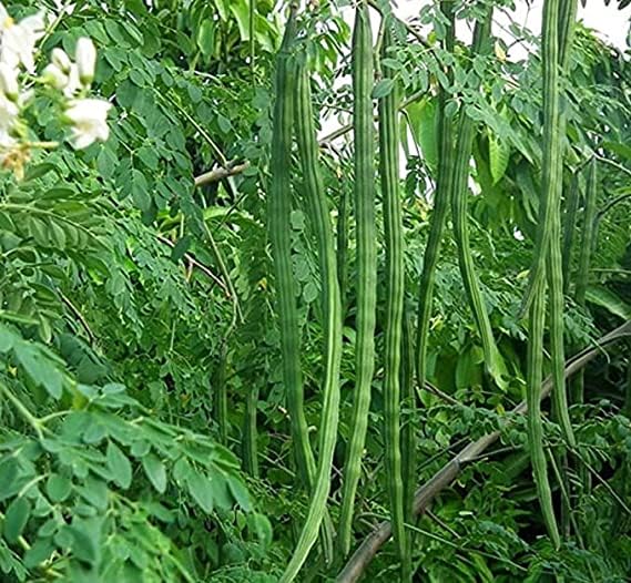 AYWAL Drum Stick–Moringa seeds Murangai Saijan ki phalli Saragavo ...